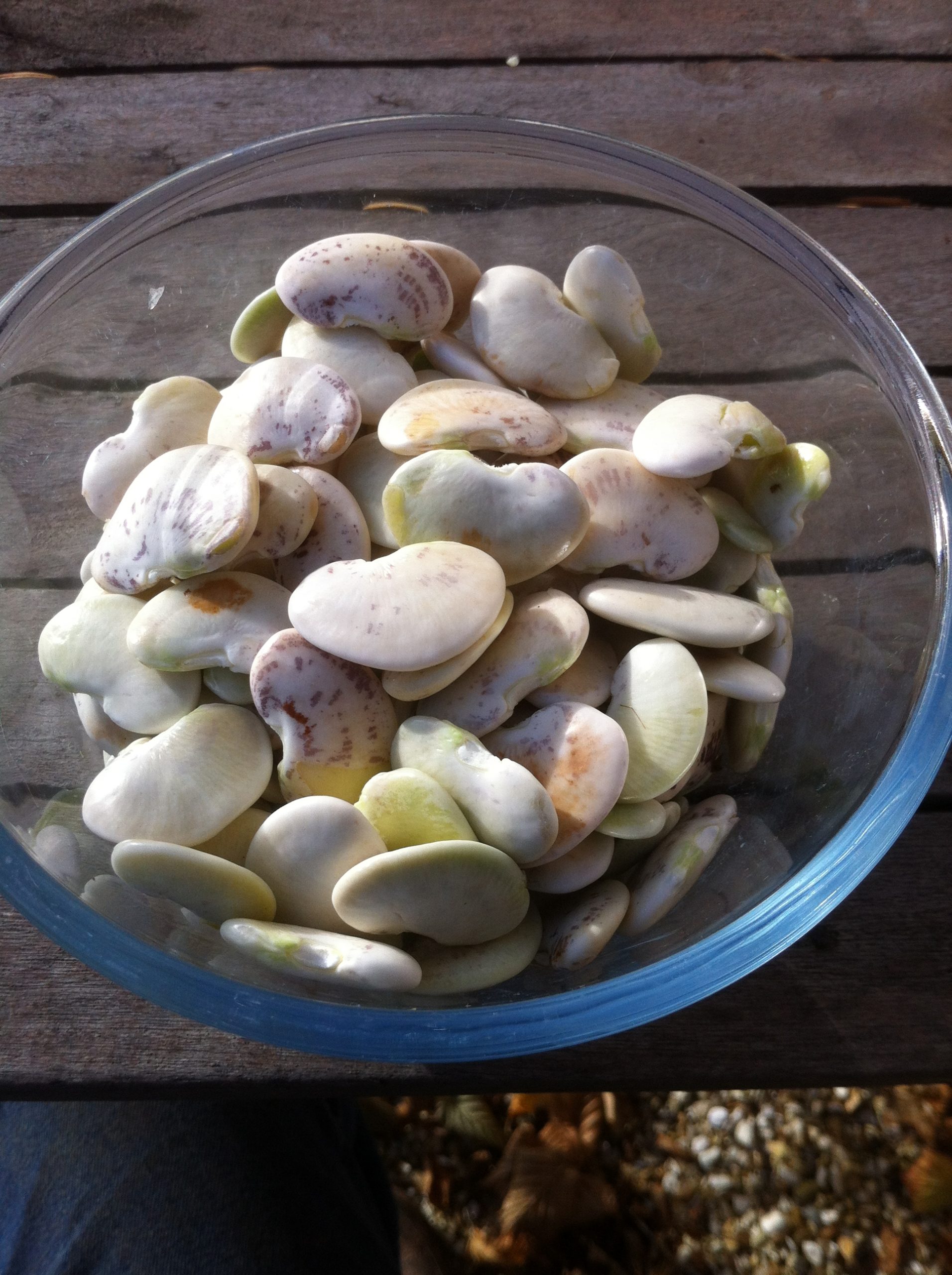 A SMALL HARVEST OF VERY ANGRY BEANS - The Seed Detective